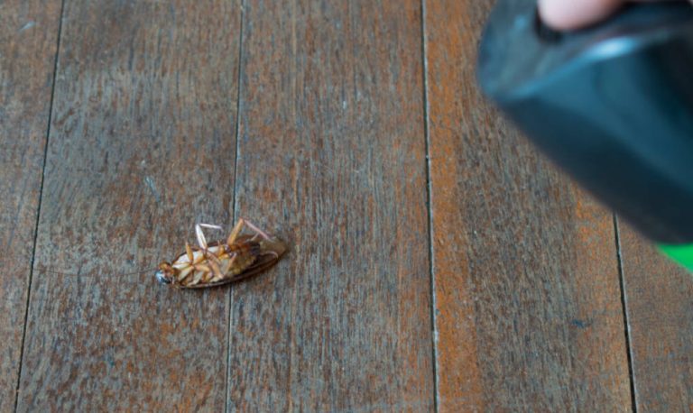 DIY Solutions For a Cockroach Infestation - Pest Control Wiz